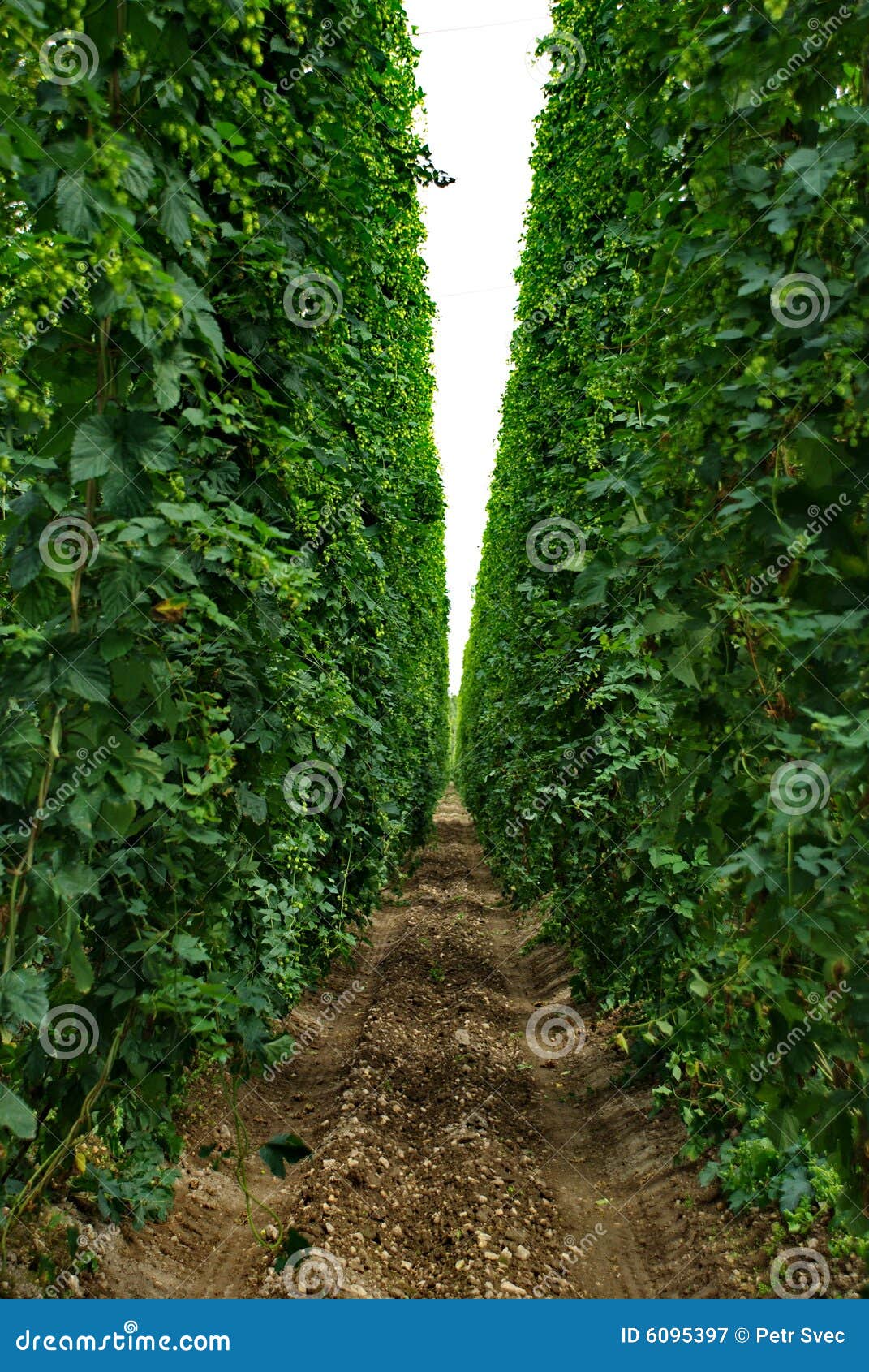Hops farm #7 stock image. Image of growing, climb, hops - 6095397
