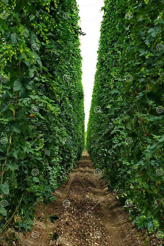 Hops farm #7 stock image. Image of growing, climb, hops - 6095397