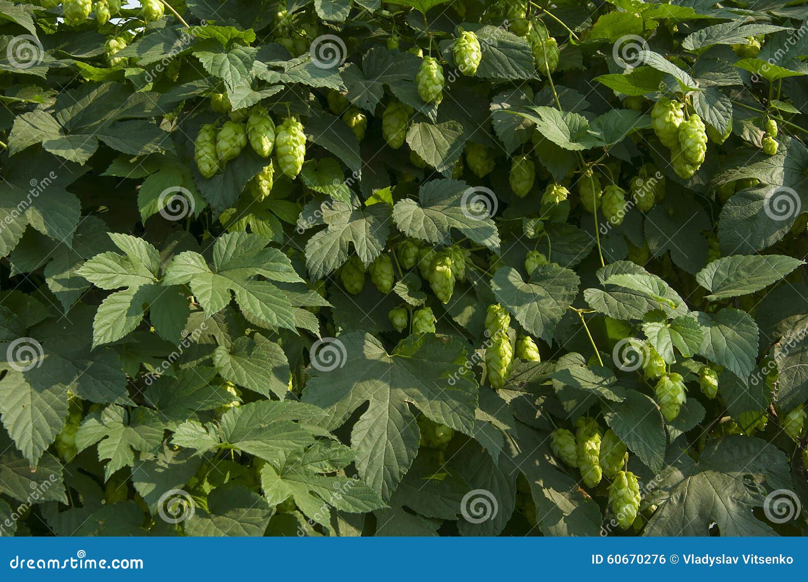Hops stock photo. Image of humulus, ingredient, hopfenanbau - 60670276