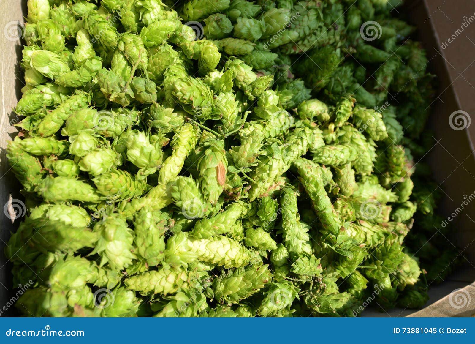 Hops farm stock image. Image of grow, bush, conveyor - 73881045