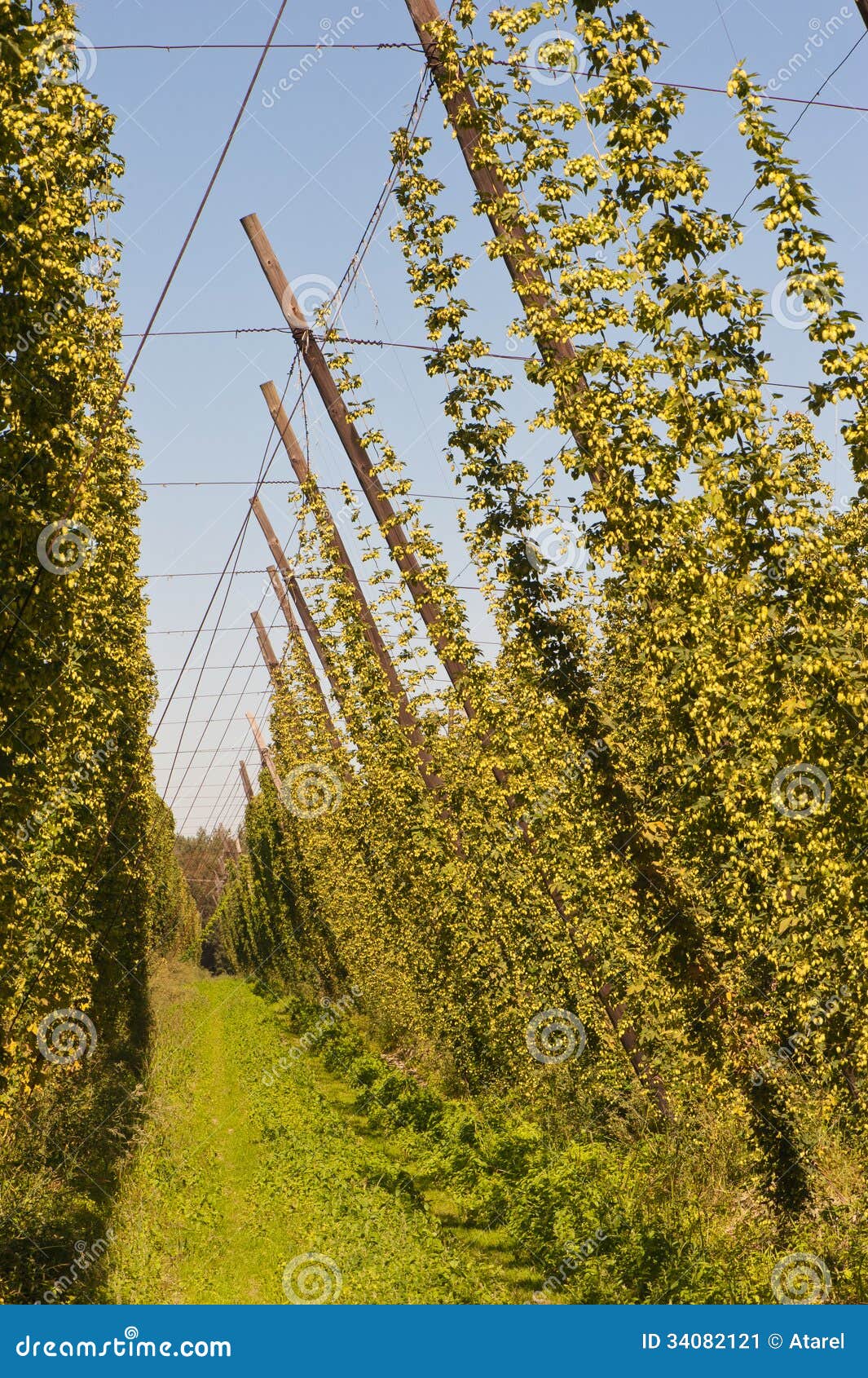 HOPS FARM stock image. Image of cultivation, field, ingredient - 34082121