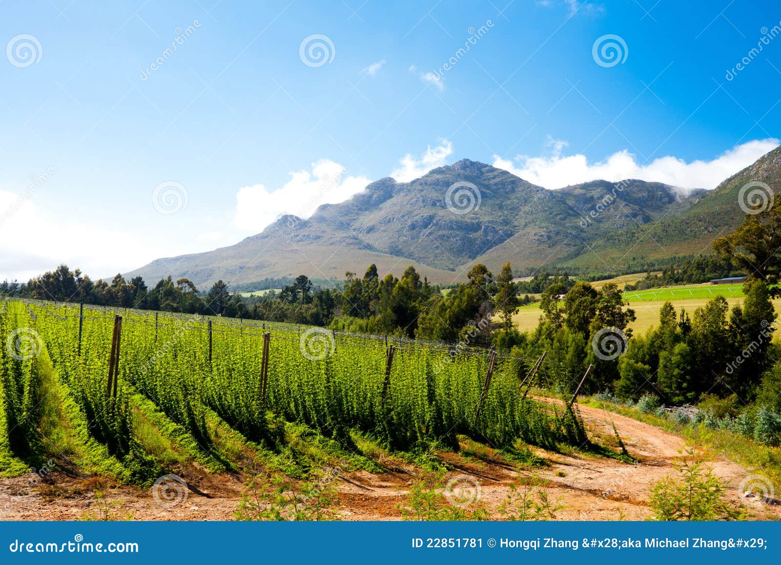 Hops field stock image. Image of green, nature, hill - 22851781
