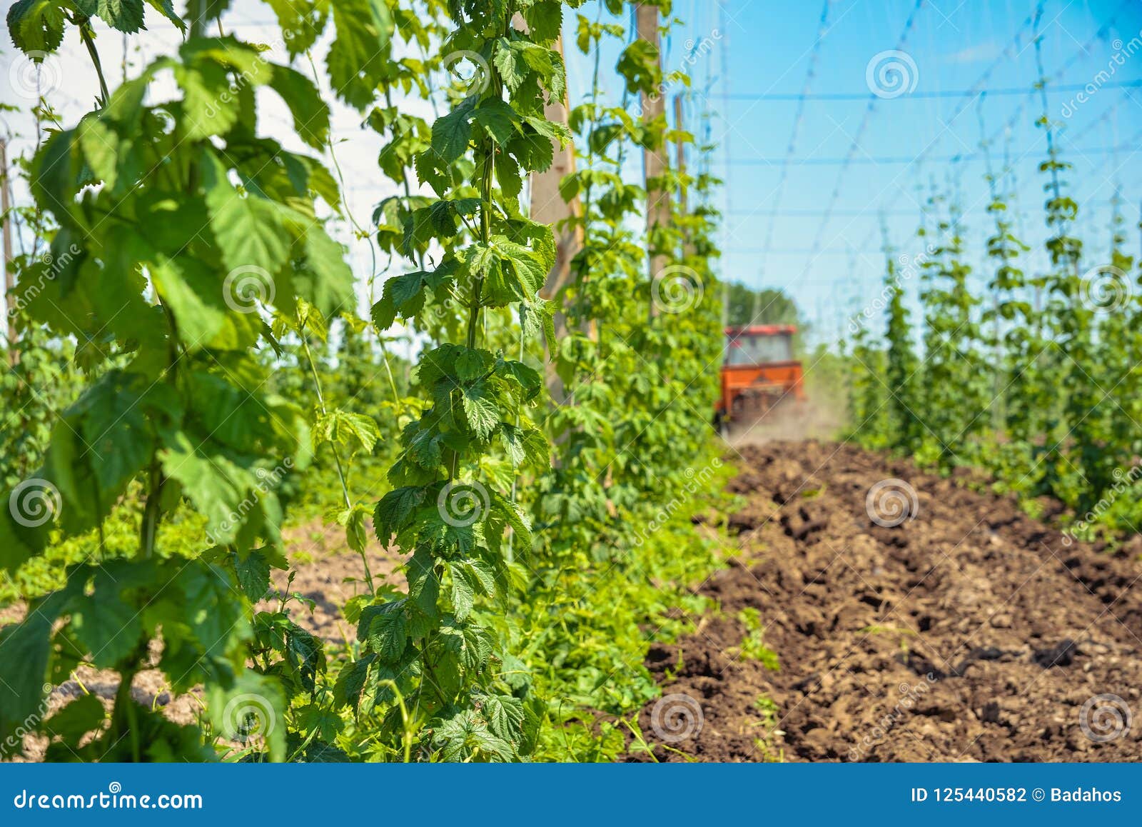 Hops field and blue sky stock photo. Image of field - 125440582