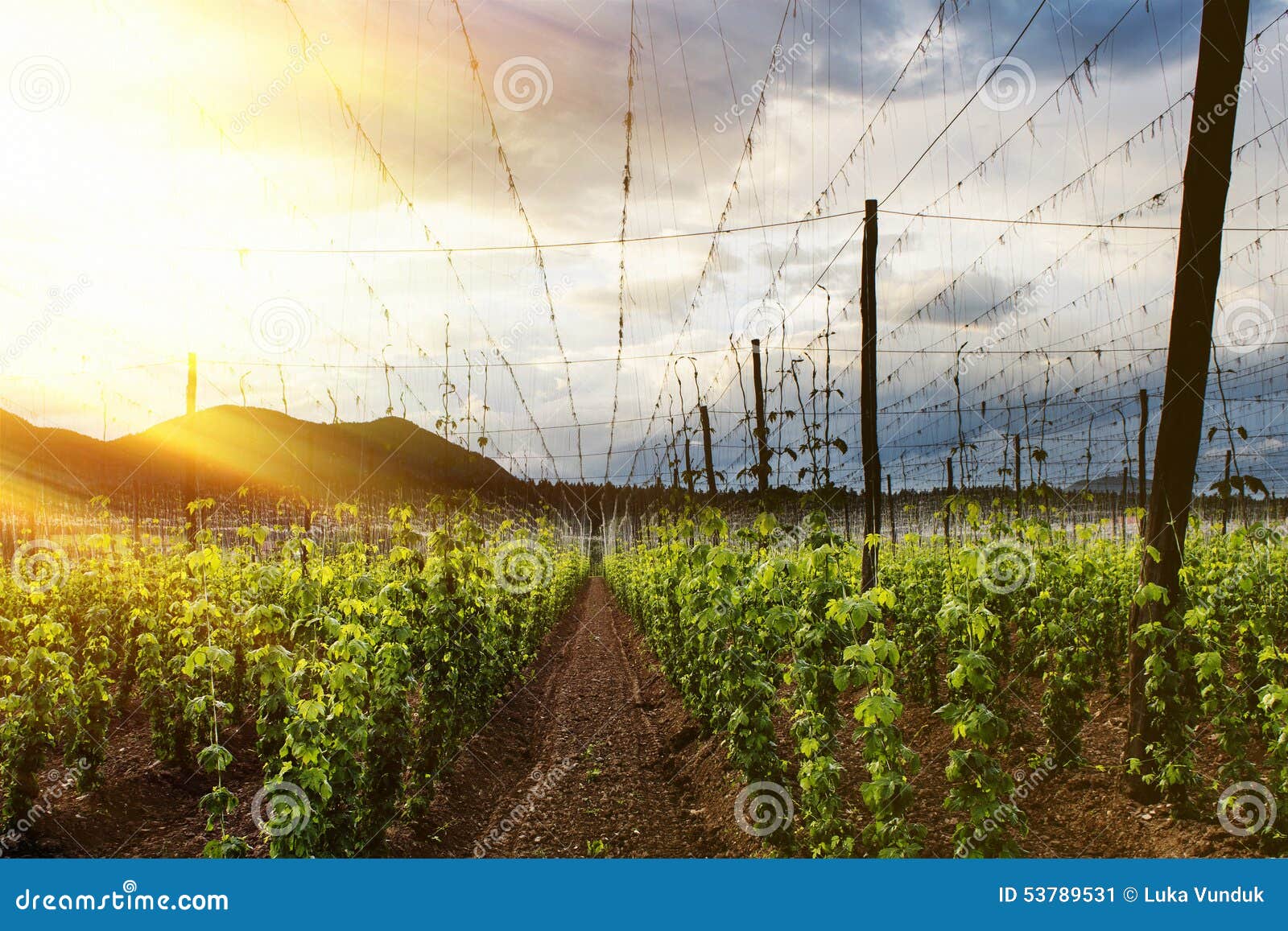 Hops Field - Cloudy Sky stock image. Image of beauty - 53789531
