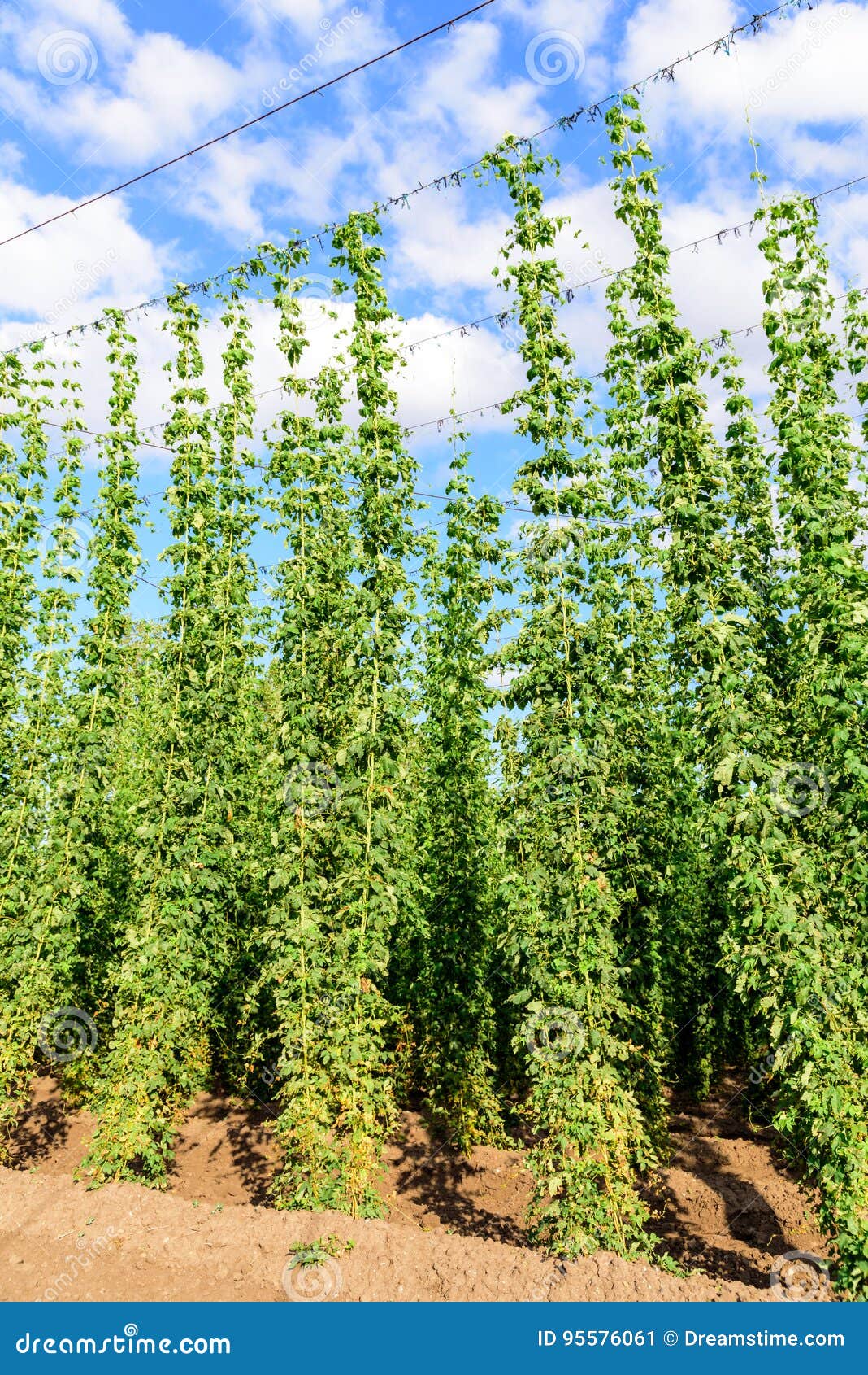 Fixed Hop Stock Photos - Free & Royalty-Free Stock Photos from Dreamstime