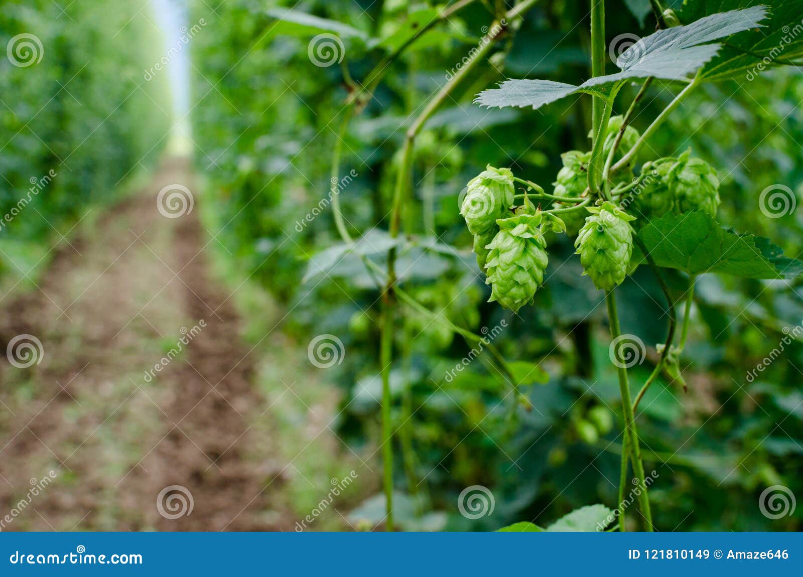 Hops field stock image. Image of hops, cultivated, close - 121810149
