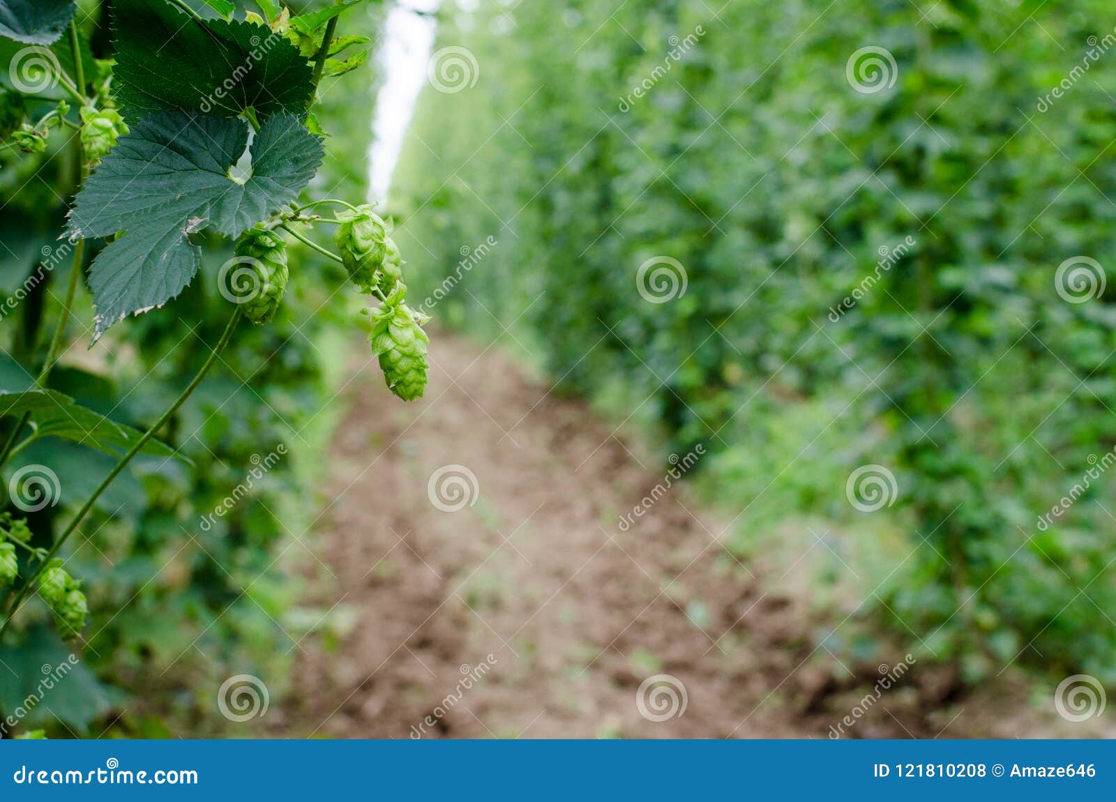 Hops field stock photo. Image of close, nature, field - 121810208