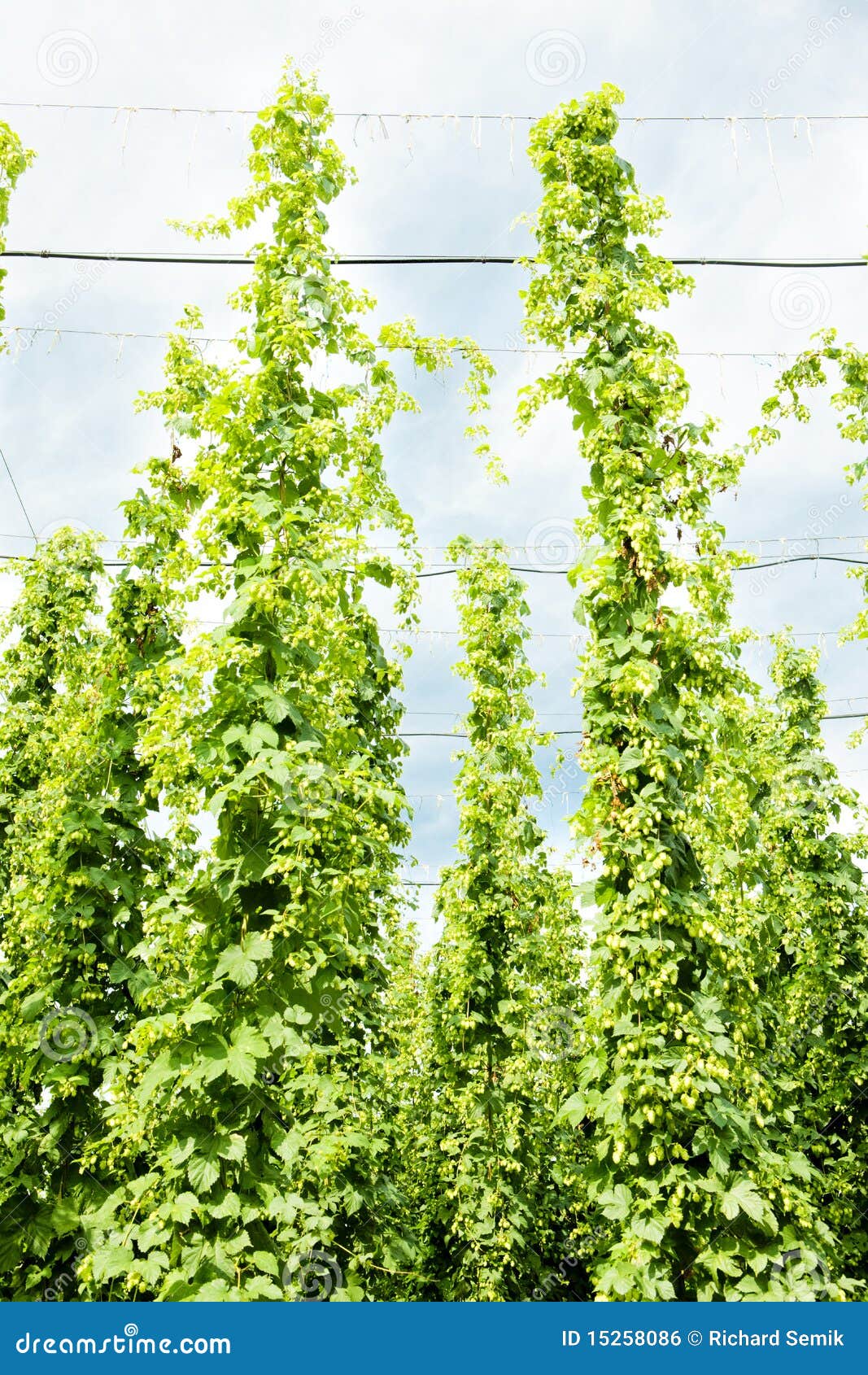 Hops garden stock photo. Image of botany, brewing, fields - 15258086
