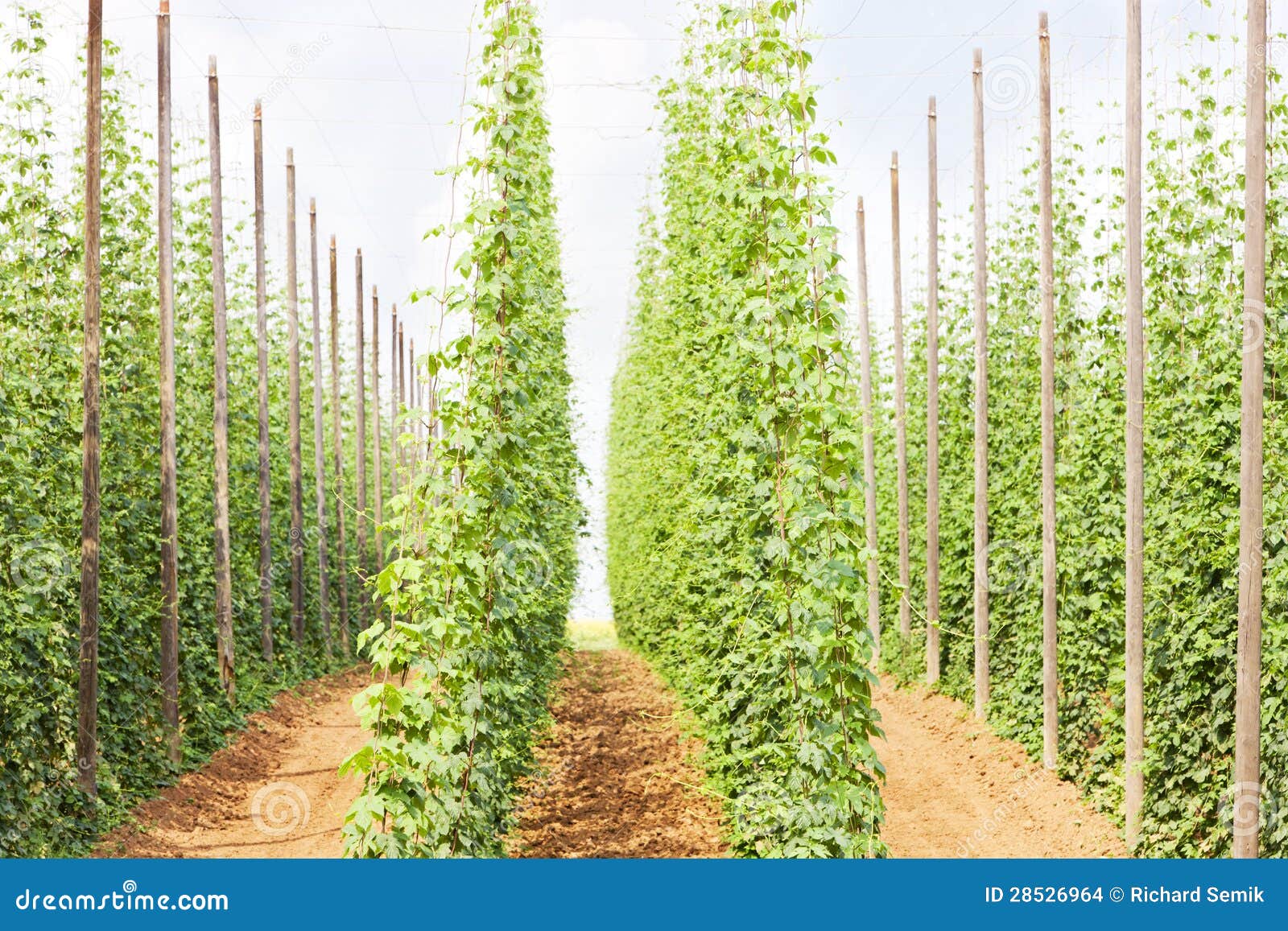 Hops garden stock photo. Image of outside, agriculture - 28526964