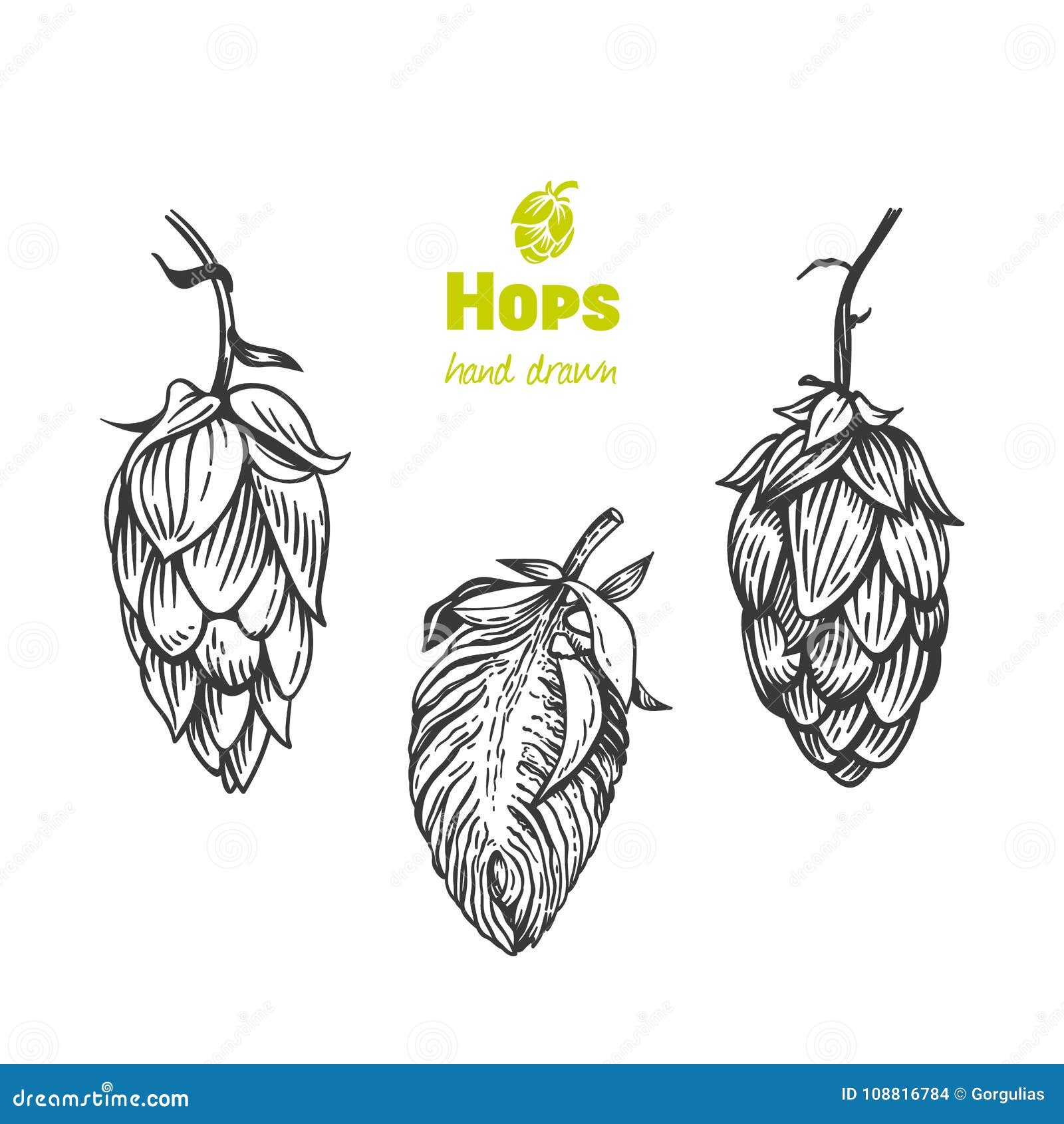 Hops Hand Drawn Illustration Stock Vector - Illustration of isolated ...