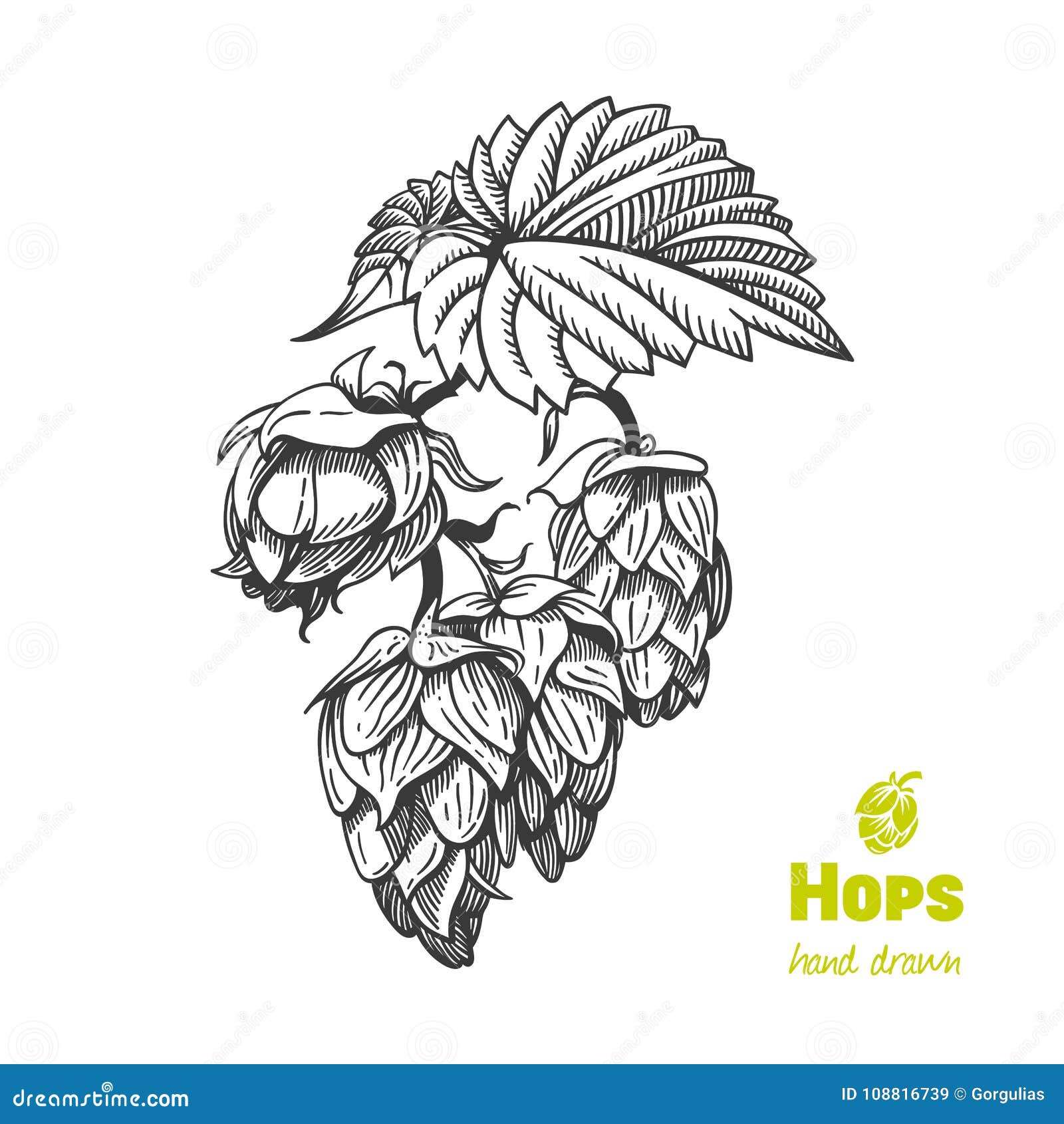 Hops Hand Drawn Illustration Stock Vector - Illustration of drawing ...