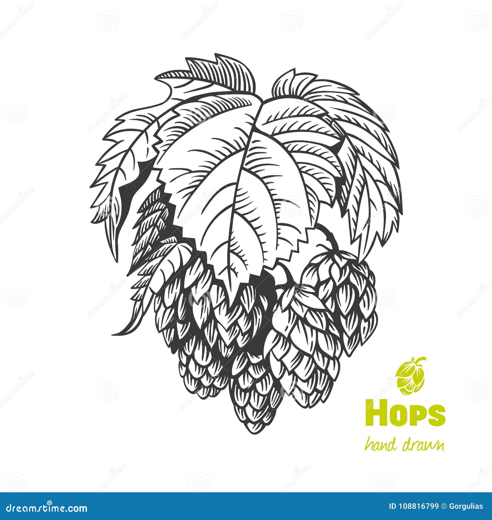 Hops Hand Drawn Illustration Stock Vector - Illustration of drawn, beer ...