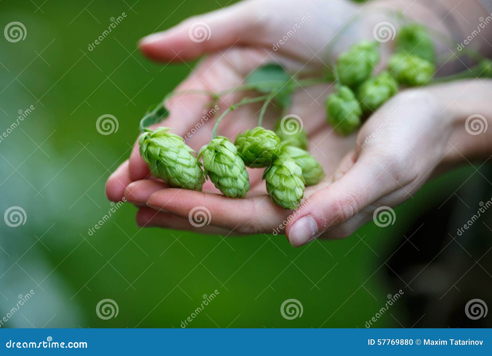 Hops (humulus) stock photo. Image of lupulus, harvest - 57769880