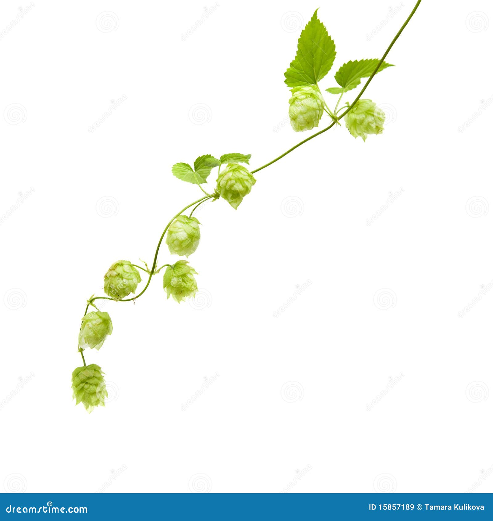 Hops (Humulus lupulus) stock image. Image of scented - 15857189