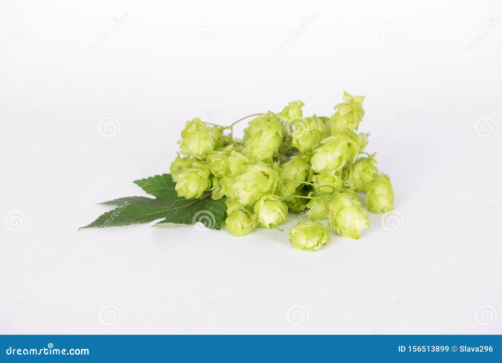 The hops Humulus lupulus stock image. Image of lupulus - 156513899