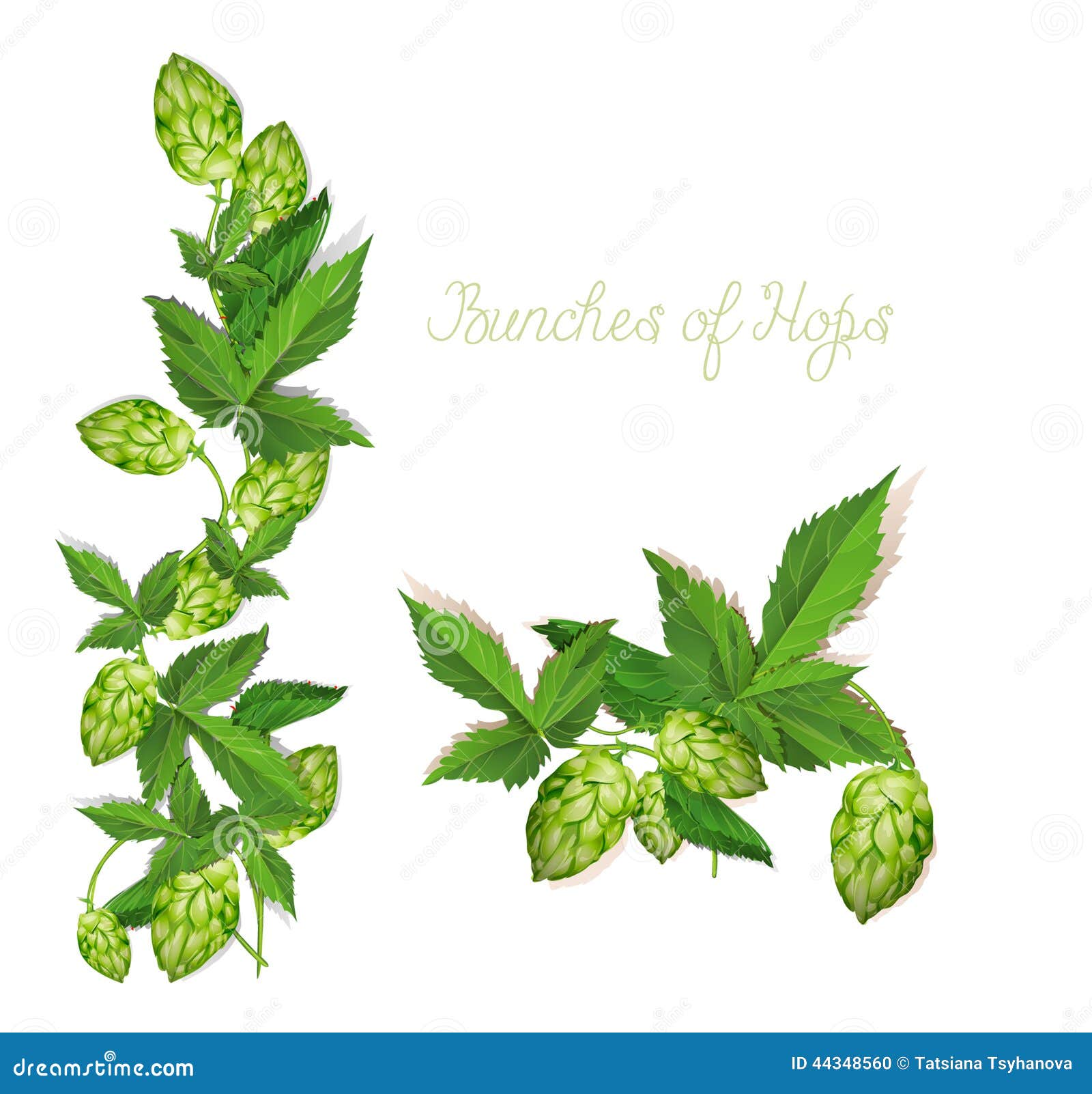 Hops. Illustration. Isolated Background Stock Illustration ...