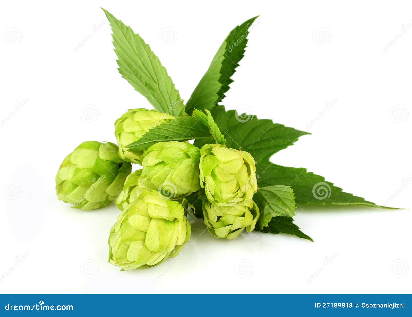 Hops Isolated on a White Background Stock Photo - Image of hopplant ...