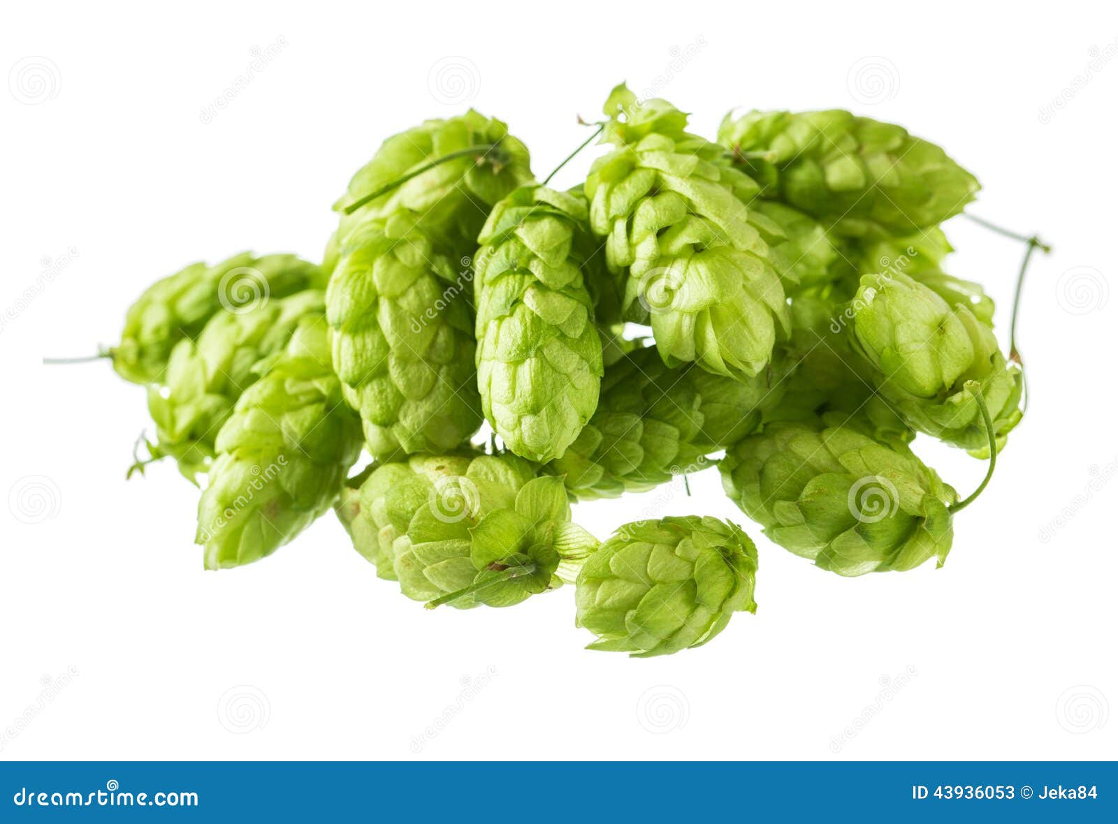 Hops stock image. Image of healthy, gourmet, botany, head - 43936053