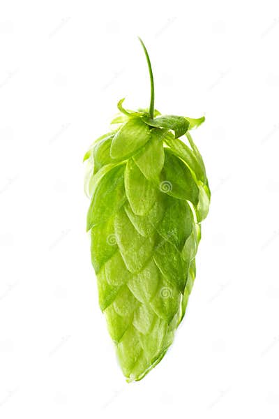 Hops stock image. Image of aroma, gourmet, fresh, beverage - 43936057