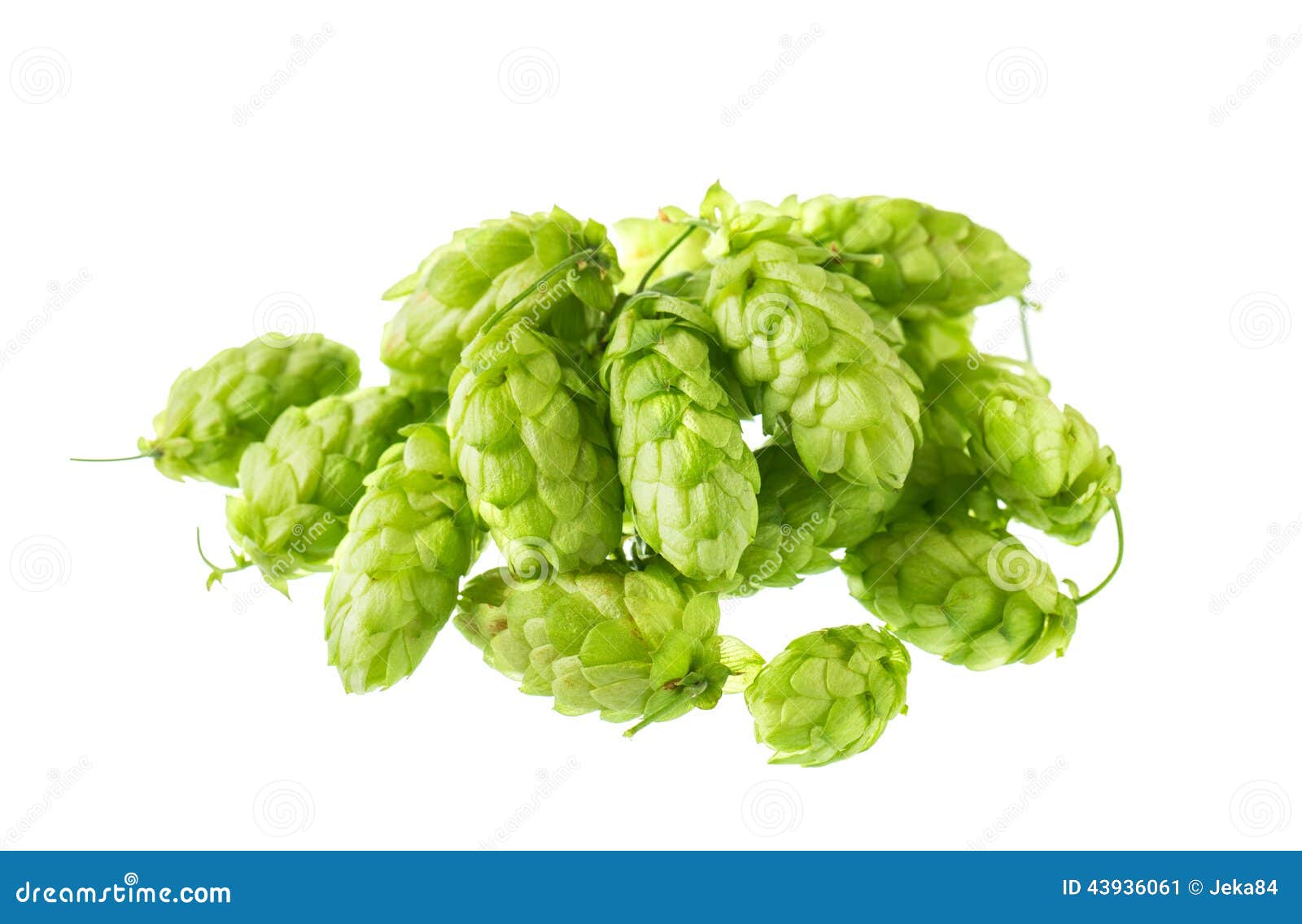 Hops stock image. Image of horizontal, fresh, flavor - 43936061