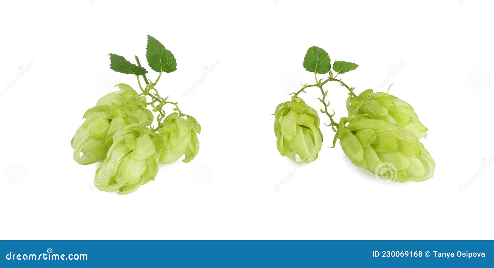 Hops Isolated on a White Background Stock Photo - Image of background ...