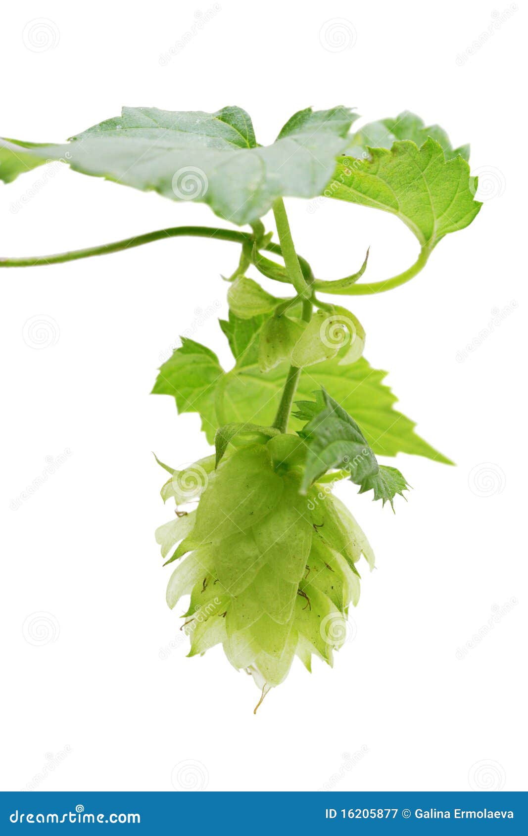 Hops with leaf stock image. Image of branch, herbal, close - 16205877