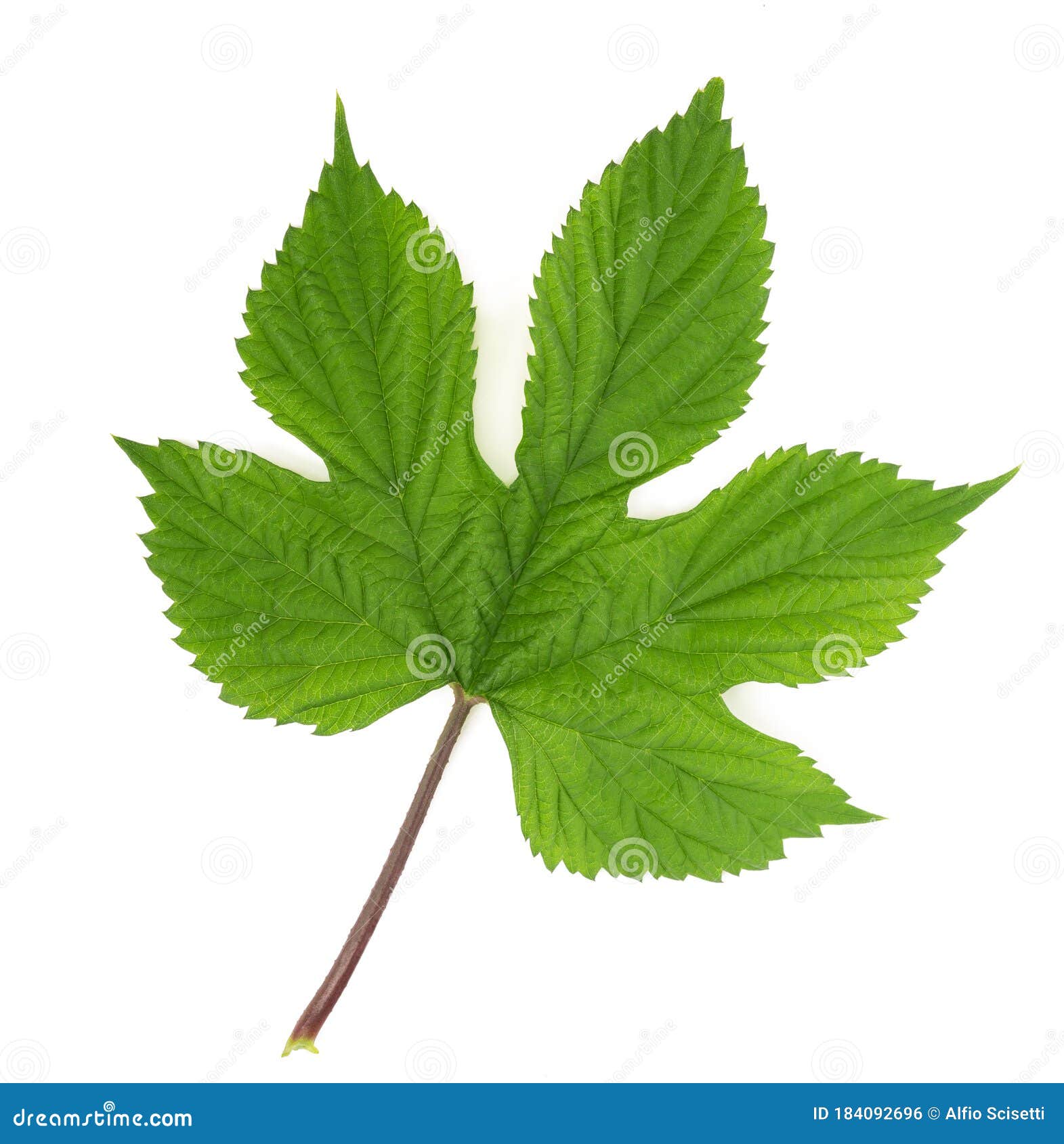 Hops leaf stock photo. Image of foliage, herb, perennial - 184092696
