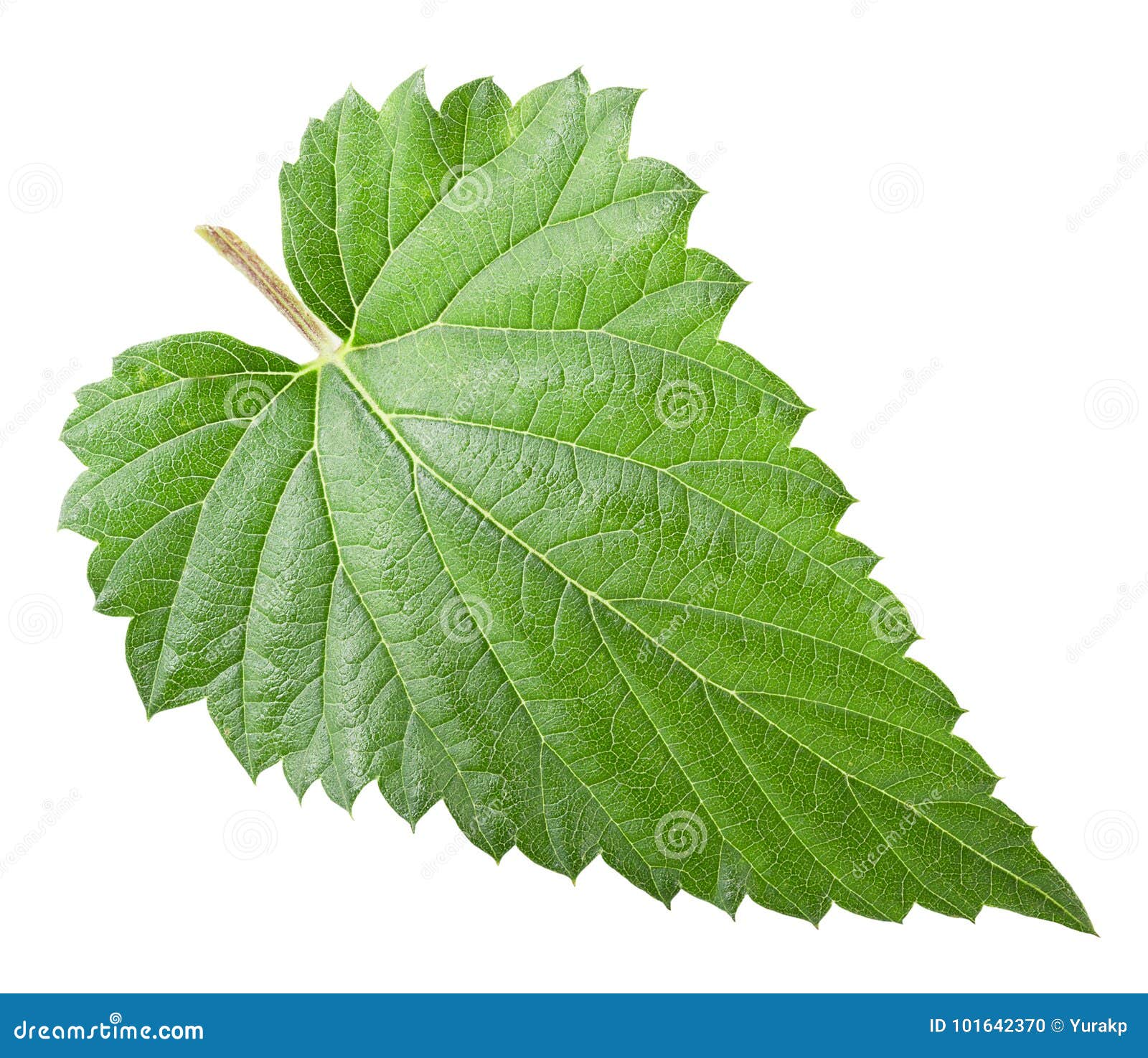 Hops Leaf Isolated on a White Background Stock Photo - Image of ...
