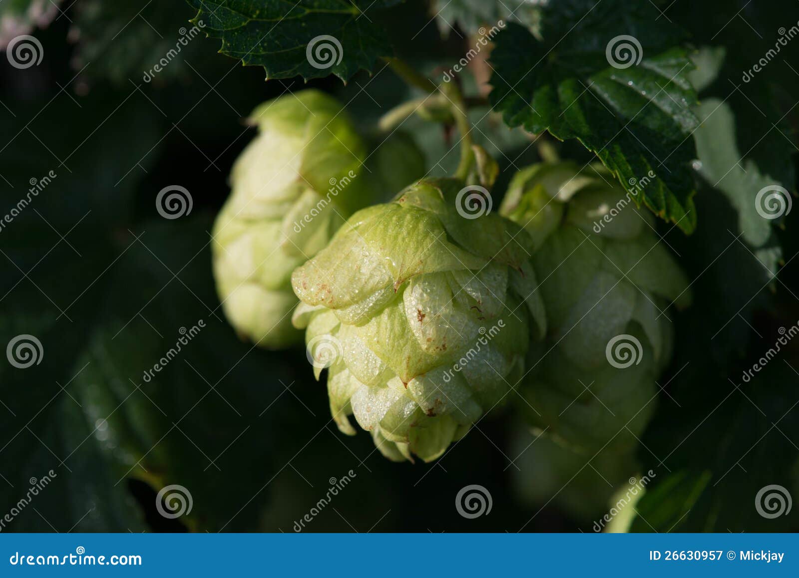 Hops with Leaves and Foliage Stock Image - Image of branch, hops: 26630957