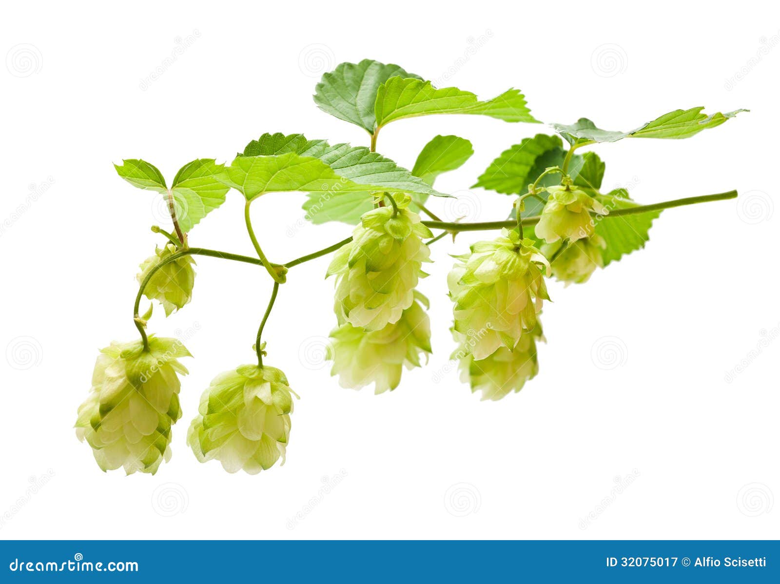 Hops stock image. Image of herb, beer, production, plant - 32075017