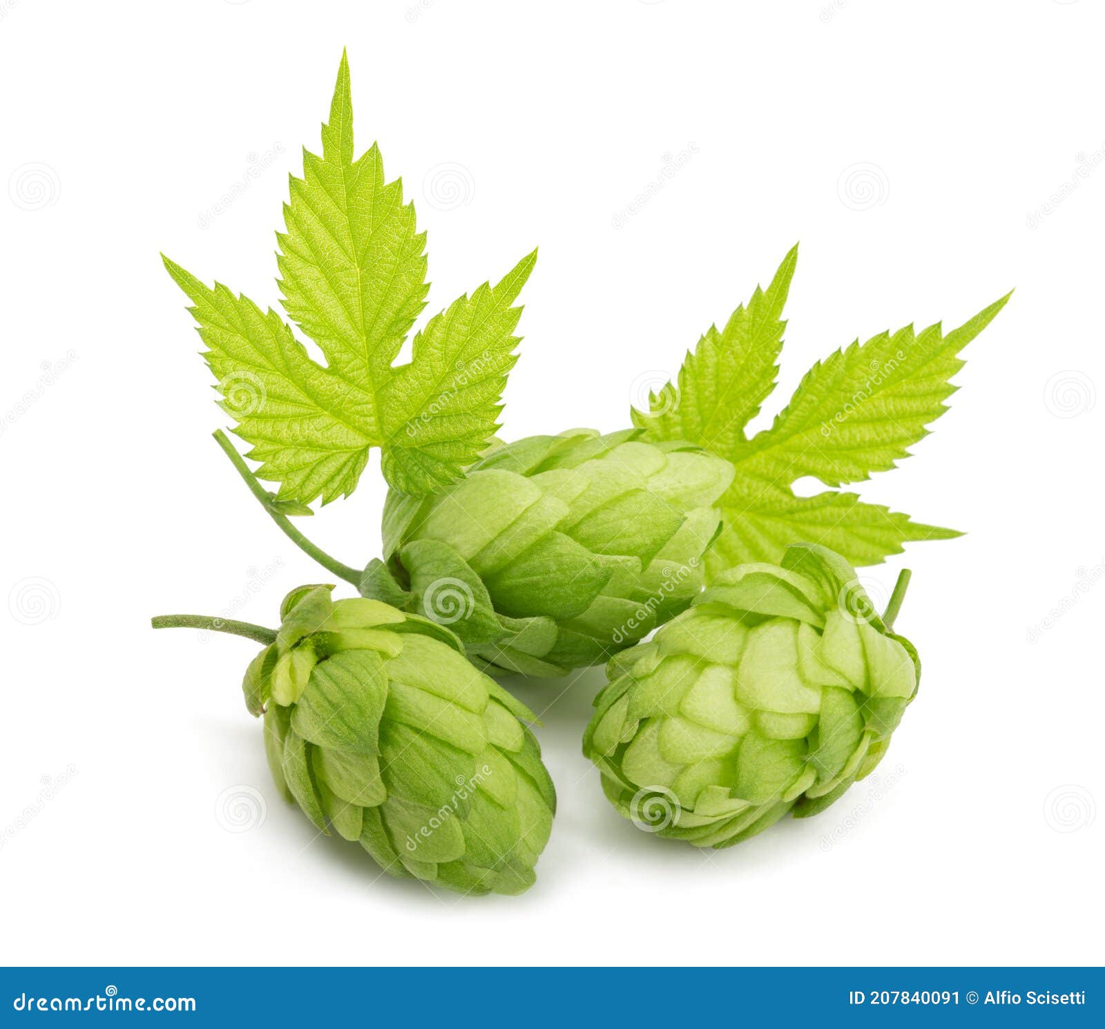 Hops with leaves stock image. Image of hops, beer, brew - 207840091