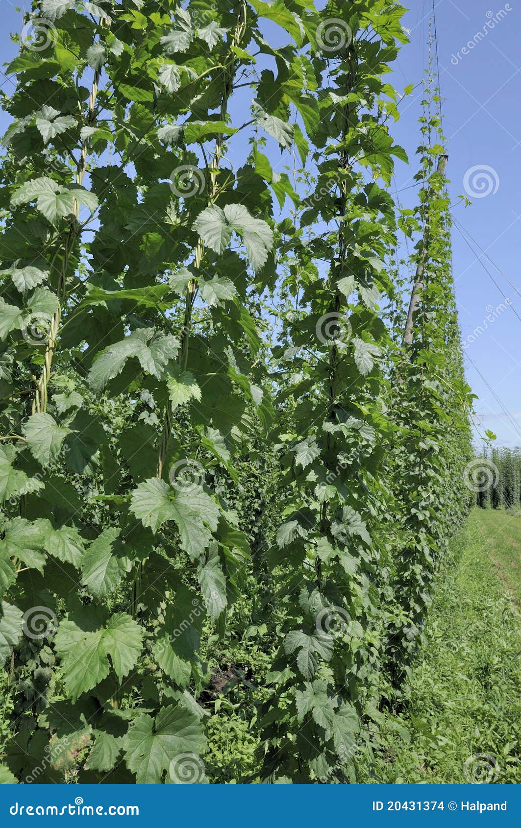 Hops Leaves in Plantation #2, Baden Stock Photo - Image of flora ...