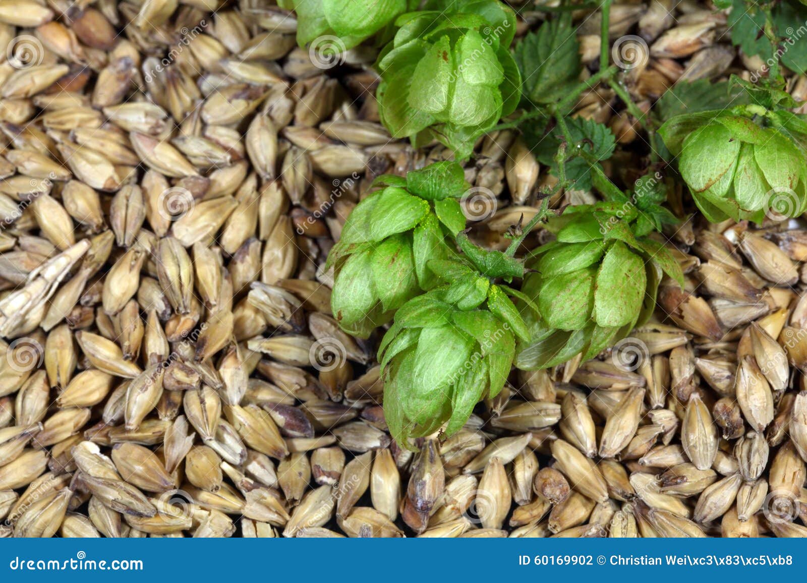 Hops and Malt stock photo. Image of brewed, drinks, cold - 60169902