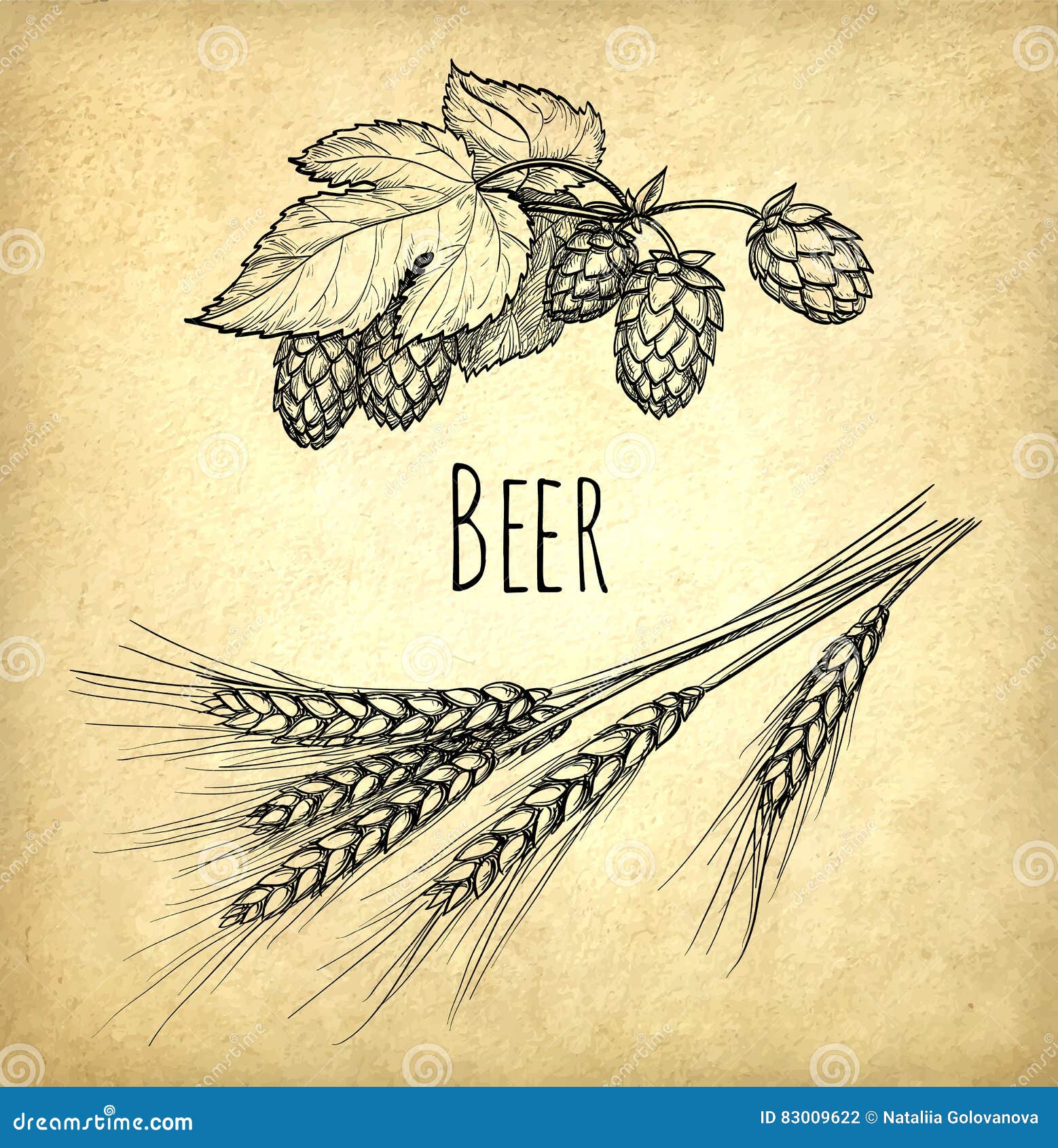 Hops and malt stock vector. Illustration of engraving - 83009622