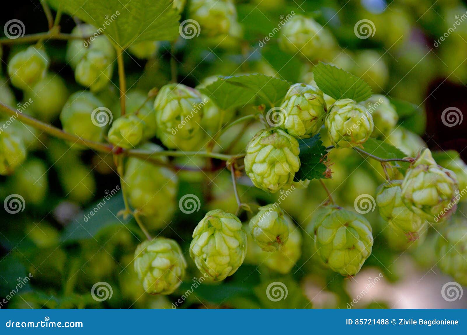 Hops. stock photo. Image of plant, autumn, agriculture - 85721488