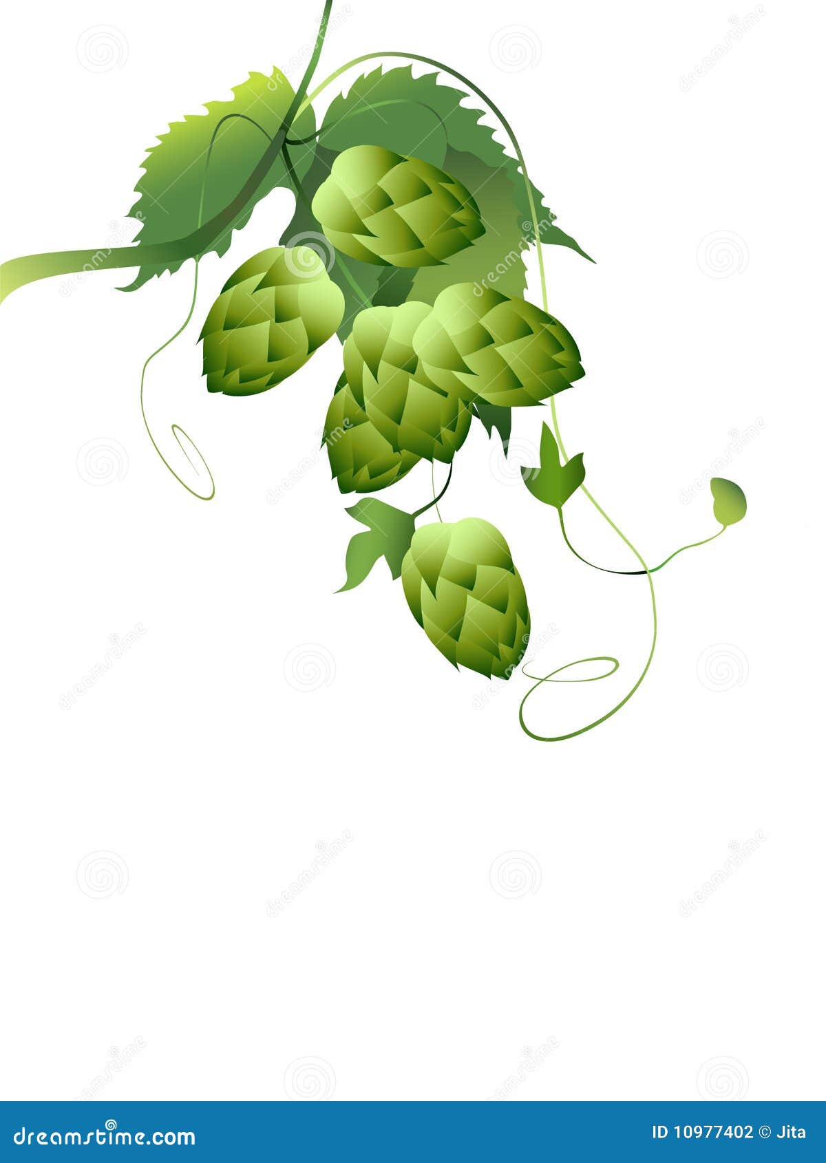 Hops plant stock vector. Illustration of draw, design - 10977402