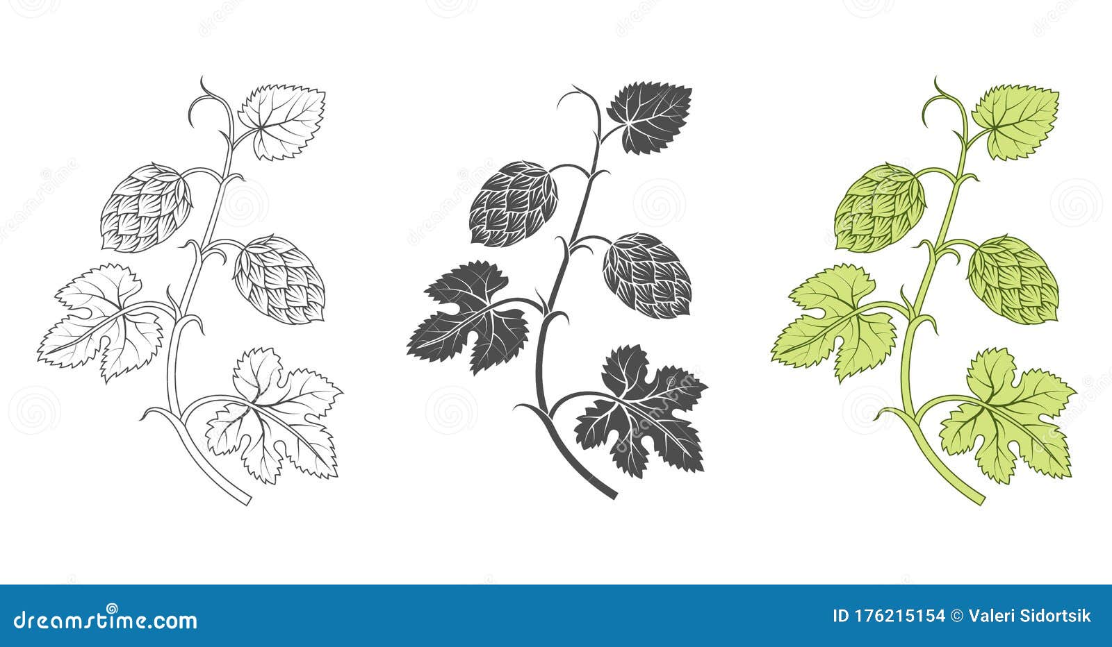 Hops Plant Decoration Elements Stock Vector - Illustration of hops ...