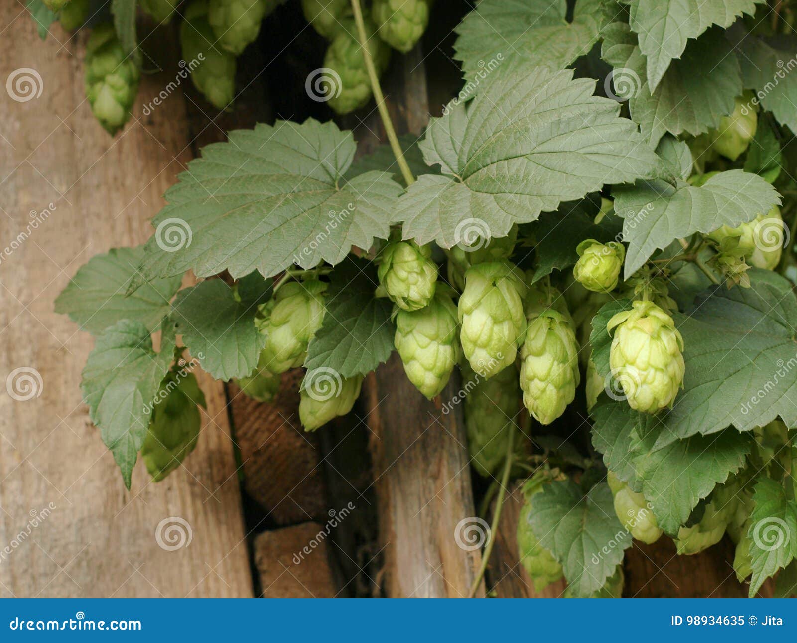 Hops Plant stock image. Image of growth, hops, flavor - 98934635