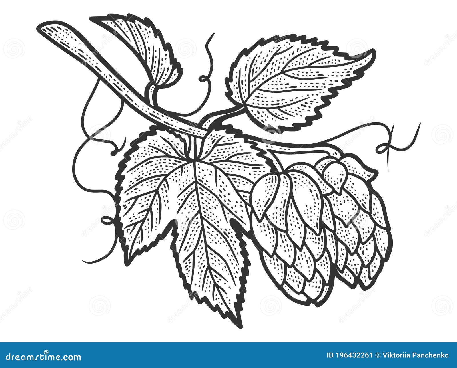 Hops Plant. Sketch Scratch Board Imitation. Black and White Stock ...
