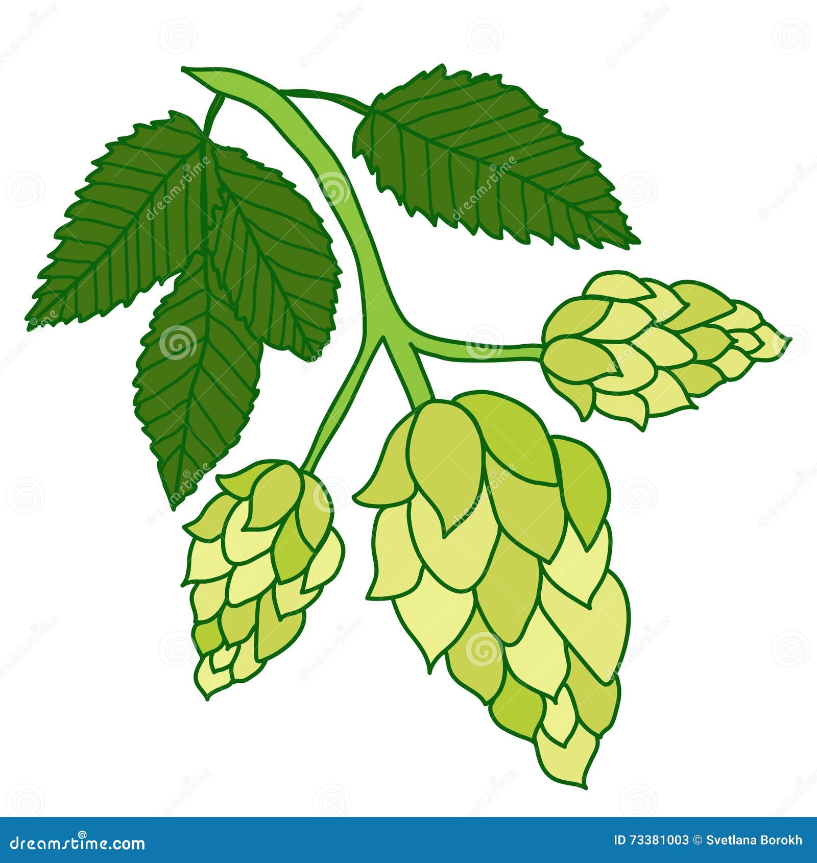 Hops Plant on White Background, Hand Drawing Style. Vector Illustration ...