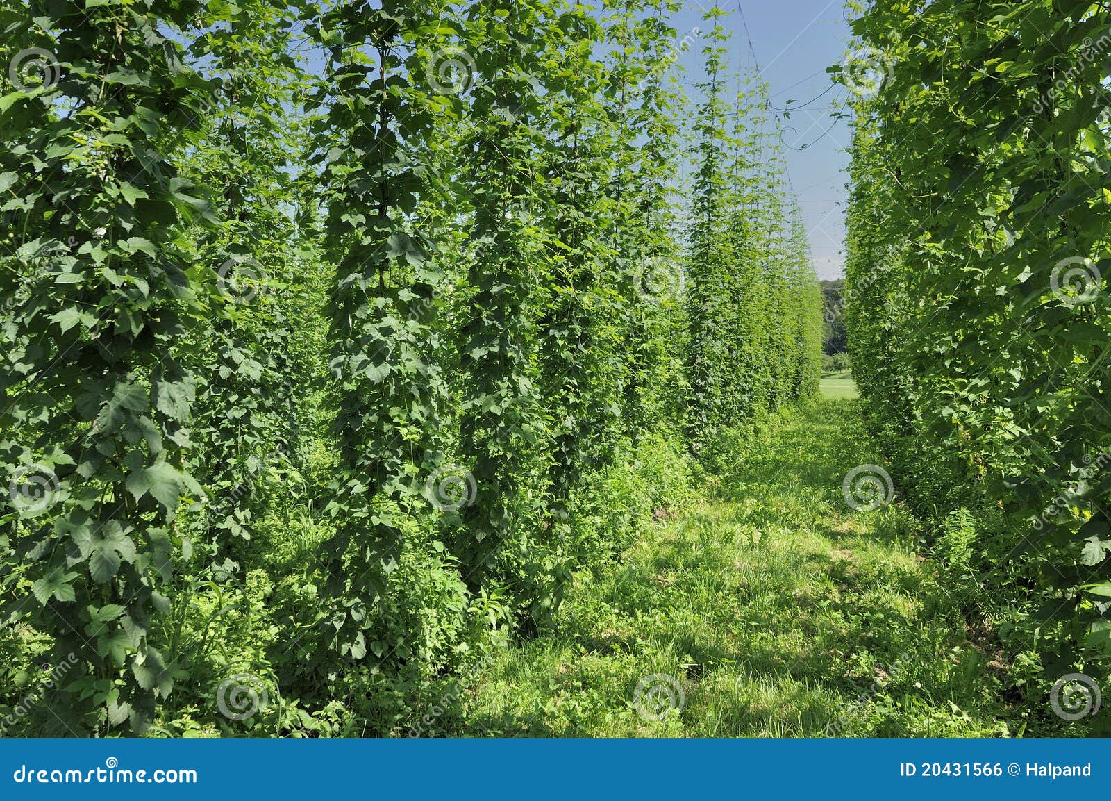Hops Plantage #4, baden stockfoto. Bild von sonnig, organisch - 20431566