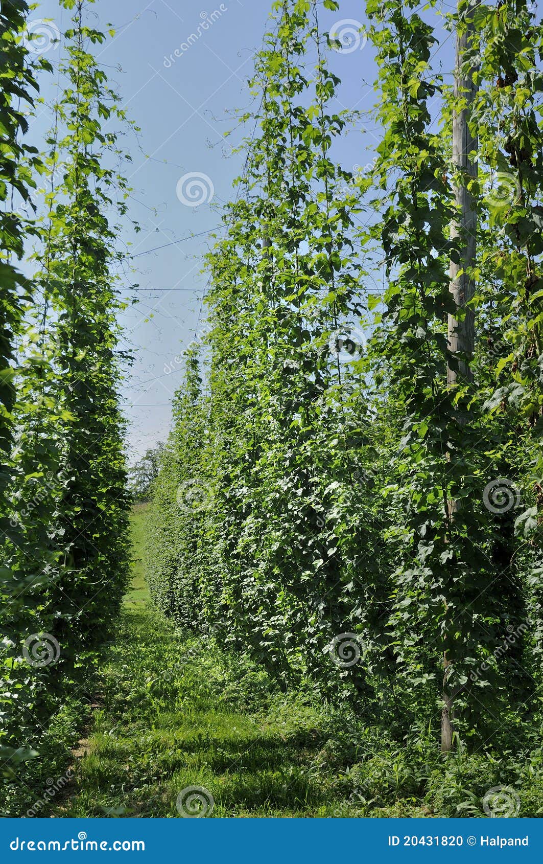 Hops plantation #7, baden stock photo. Image of rural - 20431820