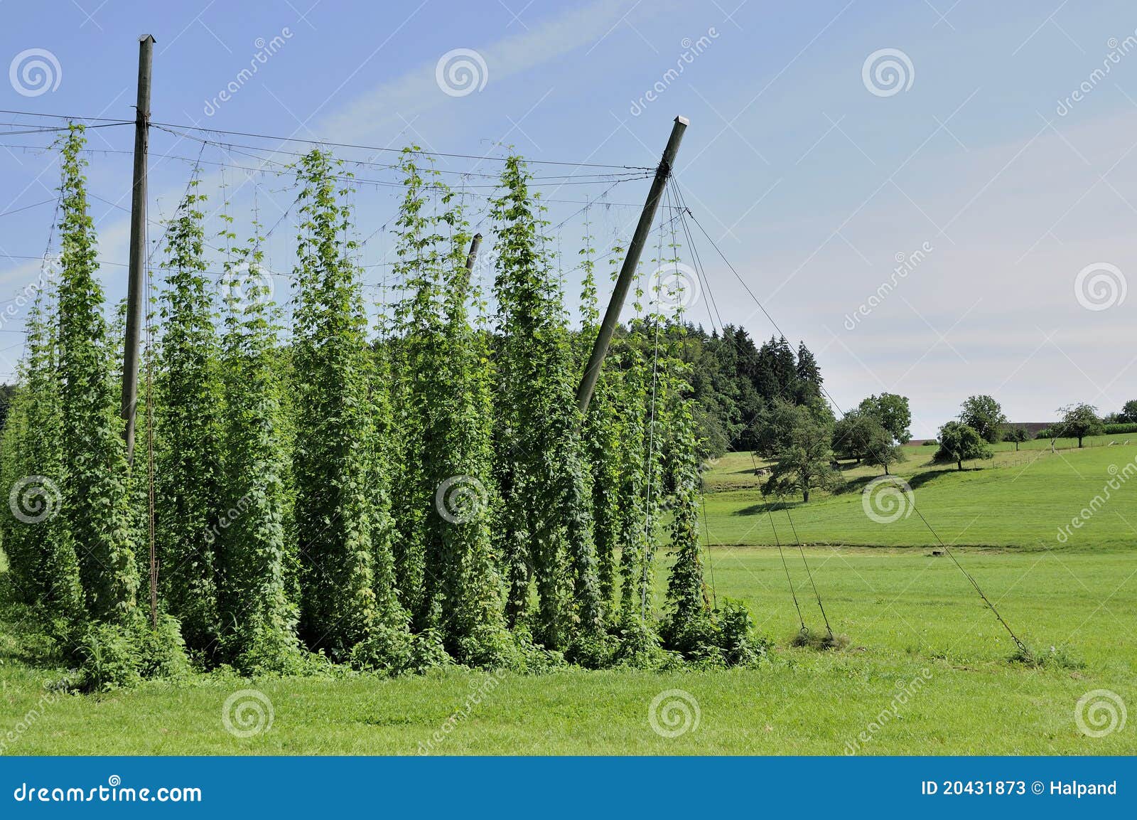 Hops plantation #8, baden stock image. Image of cultivation - 20431873