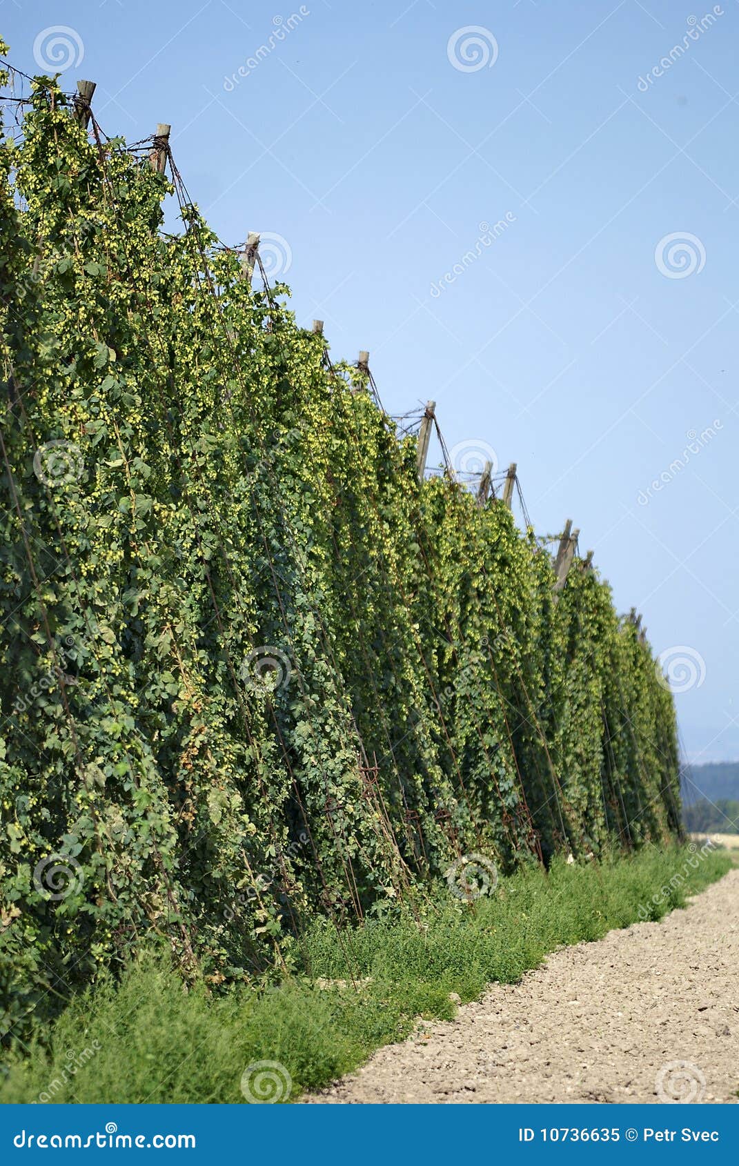 Hops ready for harvest stock image. Image of farm, agricultural - 10736635