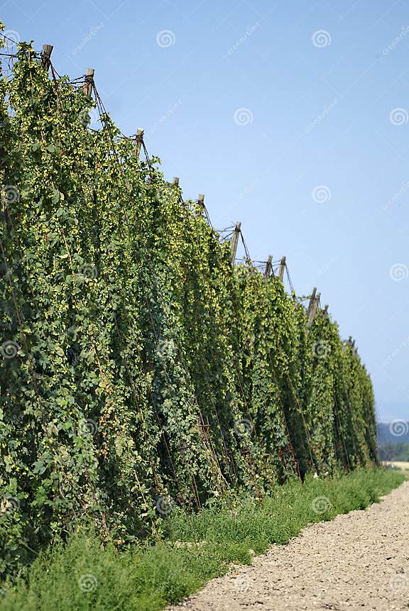 Hops ready for harvest stock image. Image of farm, agricultural - 10736635