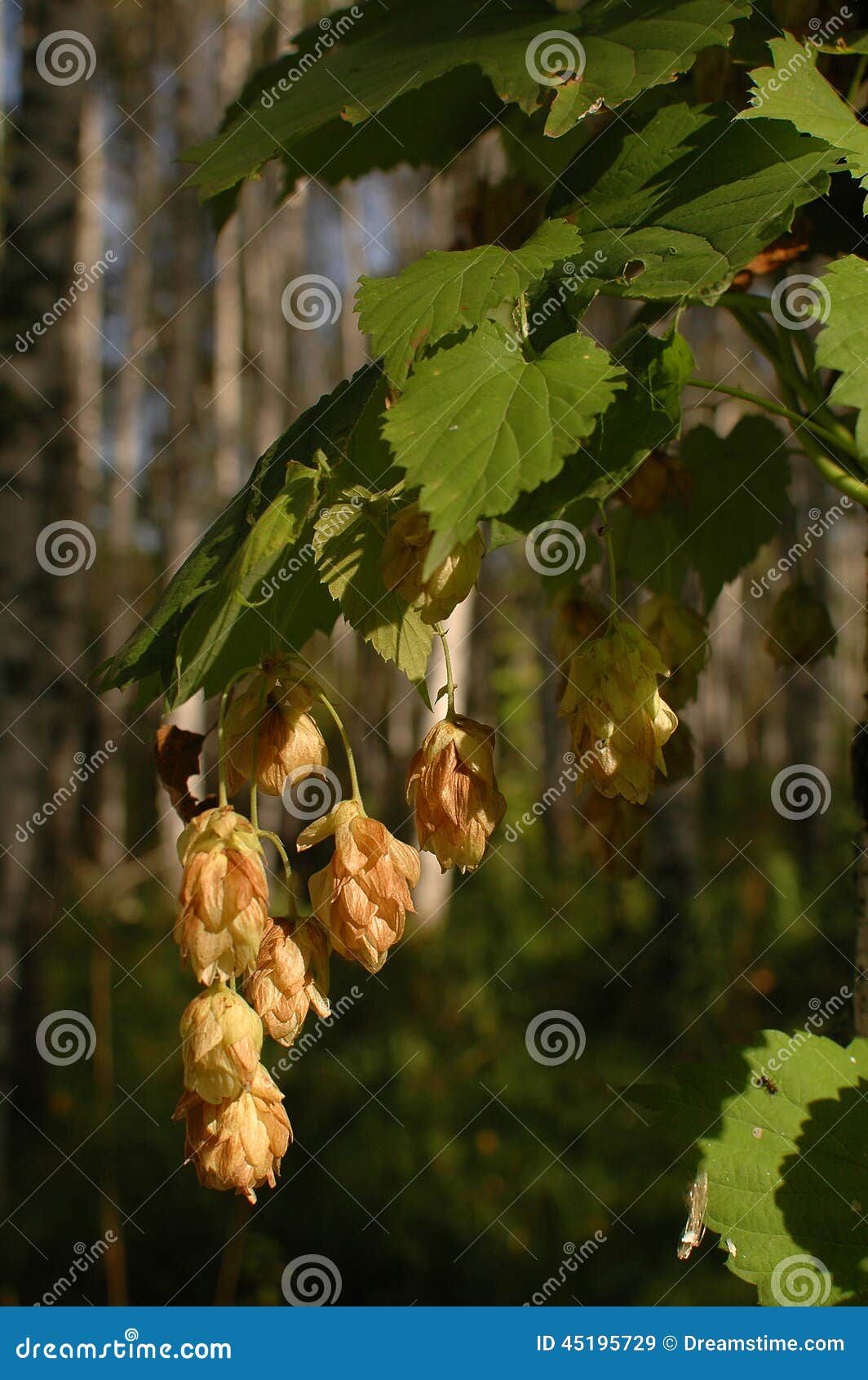 Hops stock image. Image of ripe, green, leaves, shadow - 45195729