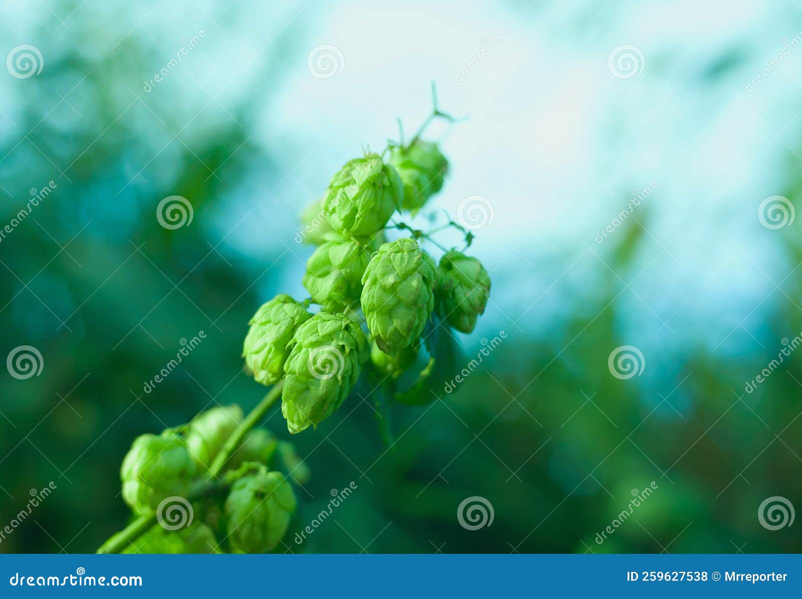 Ruits Branch Stock Photos - Free & Royalty-Free Stock Photos from ...