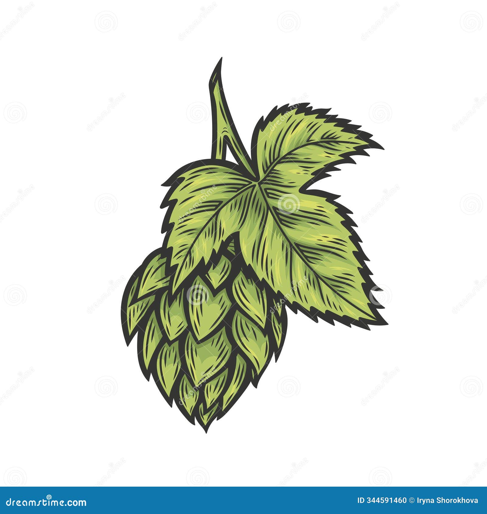 Hops in the Style of Line Drawing Stock Illustration - Illustration of ...