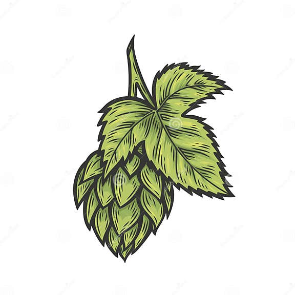 Hops in the Style of Line Drawing Stock Illustration - Illustration of ...