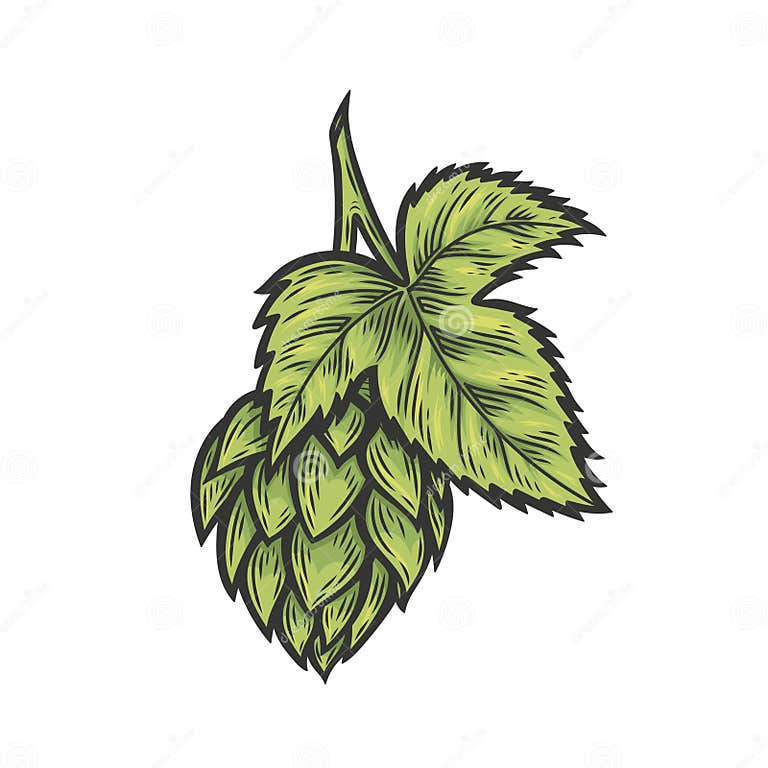 Hops in the Style of Line Drawing Stock Illustration - Illustration of ...